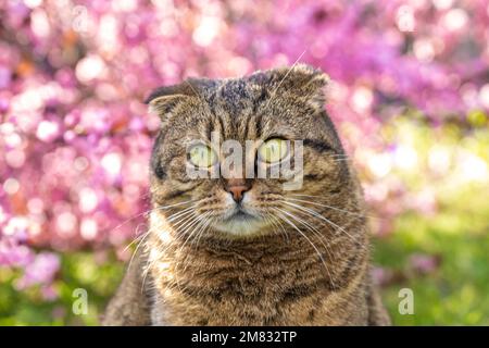 gray cat in a sunny blooming garden. tabby cat and pink flowering tree ...