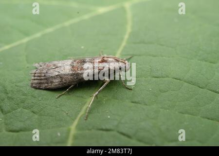 Closeup on the small Dotted oak knot-horn moth Phycita roborella ...