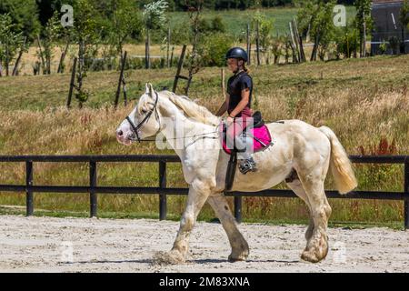 THE MAISON DU CHEVAL BOULONNAIS DEVOTED TO BOULONNAISE HORSES, FERME DE ...