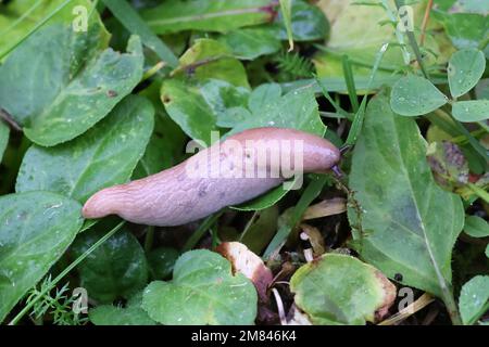 Deroceras agreste, commonly known as arctic field slug, field slug or ...