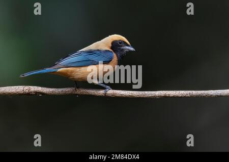 Buff-burnished Tanager, Salesopolis, SP, Brazil, August 2022 Stock ...