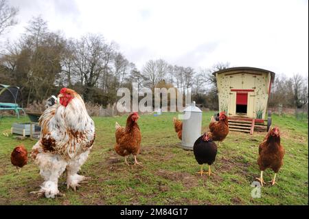 Free range chickens including the larger Brahma breed with a gypsy ...