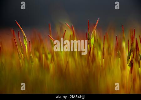 Artistic image of Fire moss (Ceratodon purpureus). These are spore ...