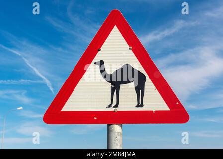 Camel crossing traffic sign, Oman Stock Photo - Alamy