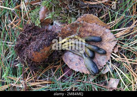 Tolypocladium capitatum, known as the Drumstick Truffleclub parasitic ...