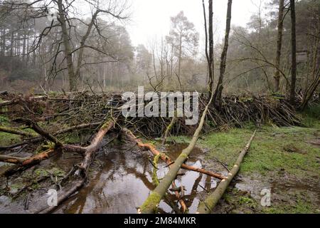 Beaver Dam in winter forest. Fallen tree in the winter forest Stock ...