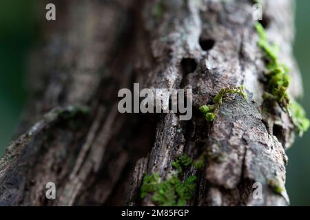 A closeup of wet broken tree trunks in the forest Stock Photo - Alamy