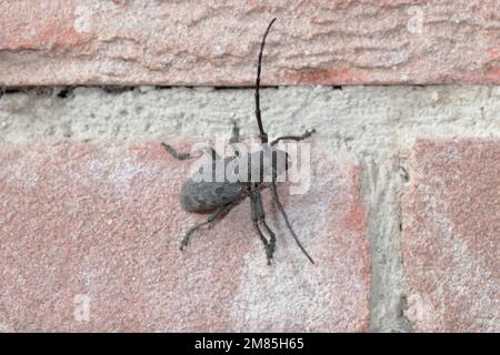 Insect Morimus asper Stock Photo - Alamy