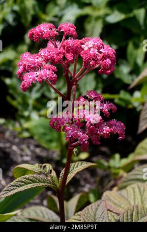Bright Pink Rodgersia Pinnata 'Chocolate Wing' Flowers on Display at ...
