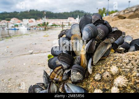 Rodeira beach with the town of Cangas de Morrazo in the background in ...