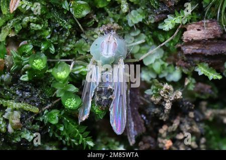 Lake fly infected by insect-killing fungus, Erynia curvispora Stock ...