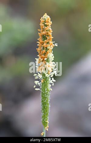 Alopecurus aequalis, commonly known as shortawn foxtail or orange ...