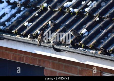 Sparrows on edge of gutter happy snow has thawed for drinking water ...