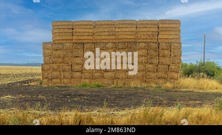 Large Stack of Conventional Bale Square Shape Traditional Farming Stock ...