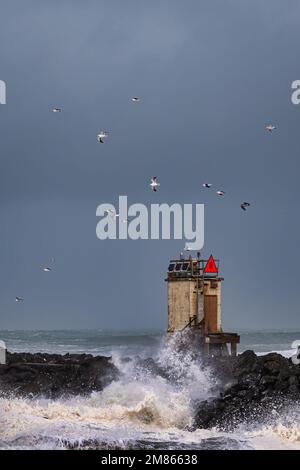 Seagulls flying around a jetty with a foghorn at the Oregon Coast Stock ...