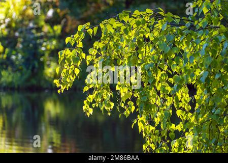 Birch branches with leaves bent low over the water Stock Photo - Alamy