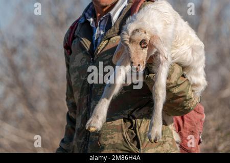 Shepherd carrying his lamb on his lap Stock Photo - Alamy