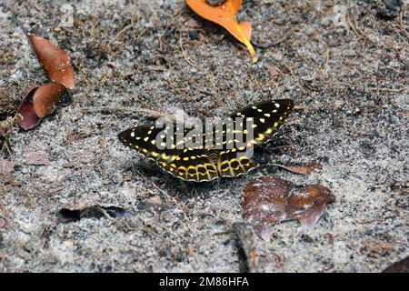 archduke, Lexias dirtea, female, Tanjung Puting National Park ...