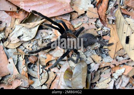 Tarantula, Vogelspinne, Selenocosmia sp., Tanjung Puting National Park ...
