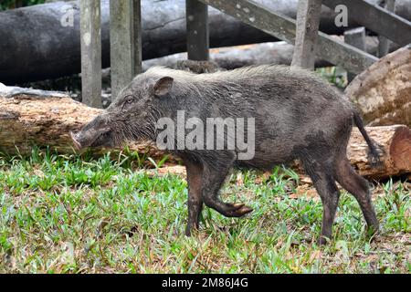 Bornean bearded pig, sanglier à barbe, Bartschwein, Sus barbatus ...