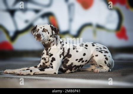 Adult dalmatian dog with graffiti in the background looking to the ...