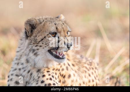 Cheetah hissing and showing its teeth in South Africa Stock Photo - Alamy
