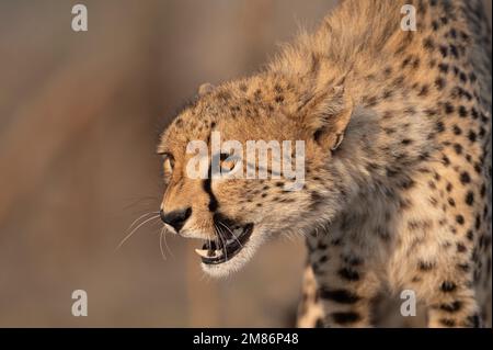 Cheetah hissing and showing its teeth in South Africa Stock Photo - Alamy