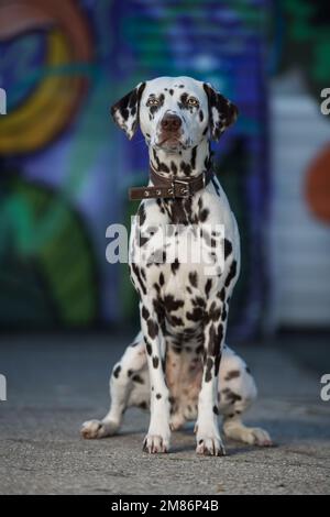 Adult dalmatian dog with graffiti in the background looking to the ...