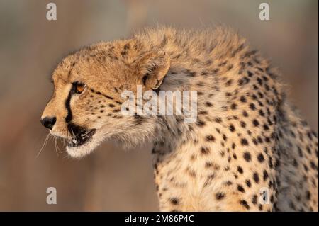 Cheetah hissing and showing its teeth in South Africa Stock Photo - Alamy
