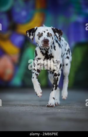 Adult dalmatian dog with graffiti in the background looking to the ...