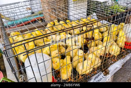 Small yellow chicks chickens trapped in cage in Playa del Carmen ...