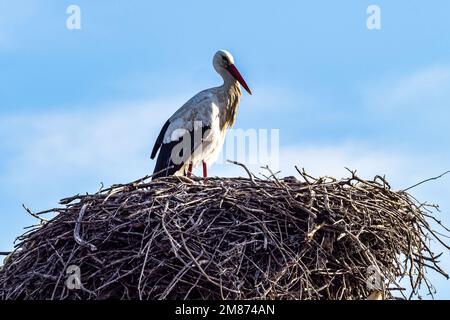 Ciconia ciconia Storks colony in a protected area at Los Barruecos ...