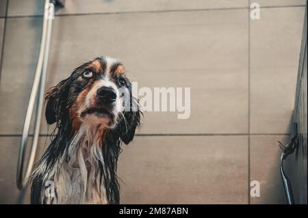 A closeup of an adorable wet Australian Shepherd dog after a shower in ...