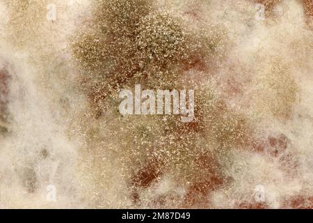 moldy cheese,close-up very moldy cheese,penicillin raw material cheese ...