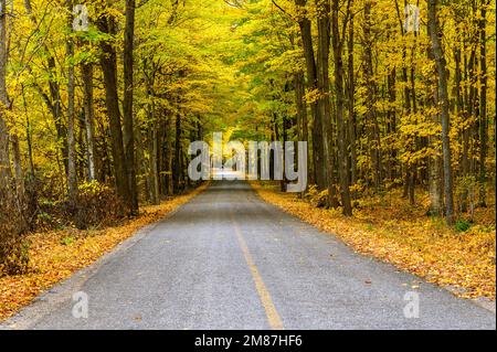 Maple Forest Road Stock Photo - Alamy