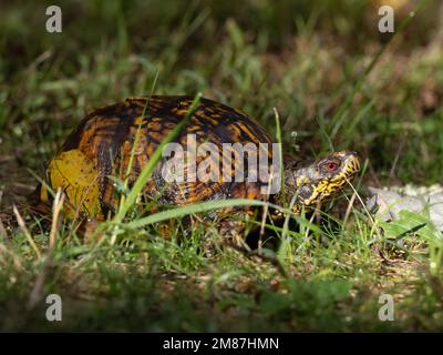 American Box Turtle amongst grass Stock Photo - Alamy