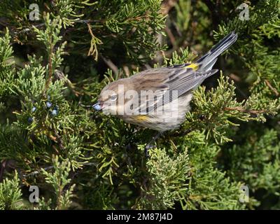 Basic fall plumage Yellow-rumped warbler on the ground showing its ...