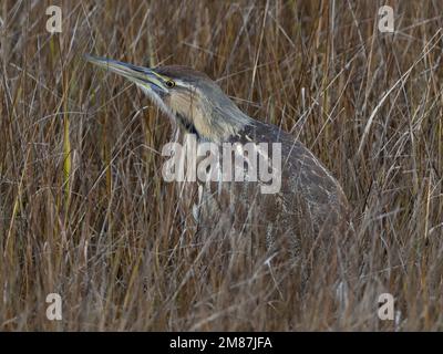 American Bittern hunting in a reedbed Stock Photo - Alamy