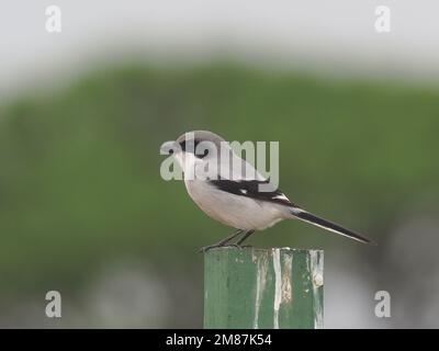 Close up of a perched, hunting Loggerhead Shrike Stock Photo - Alamy