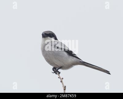 Close up of a perched, hunting Loggerhead Shrike Stock Photo - Alamy