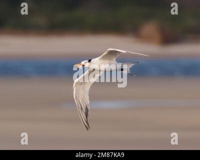 Royal Tern in flight with a recently captured fish in its beak Stock ...