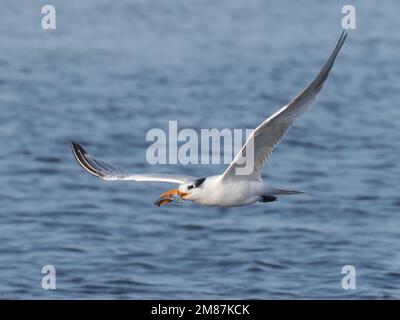 Royal Tern in flight with a recently captured fish in its beak Stock ...