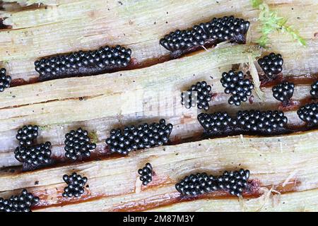 Wasp nest slime mold, Metatrichia vesparium Stock Photo - Alamy