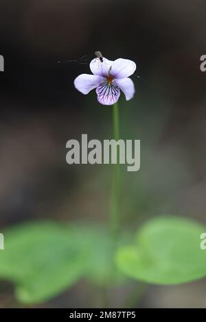Viola palustris, commonly known as Marsh Violet, wild flower from ...