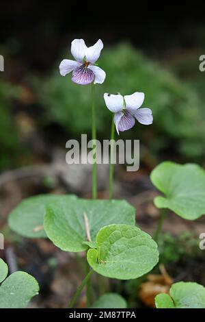Viola palustris, commonly known as Marsh Violet, wild flower from ...