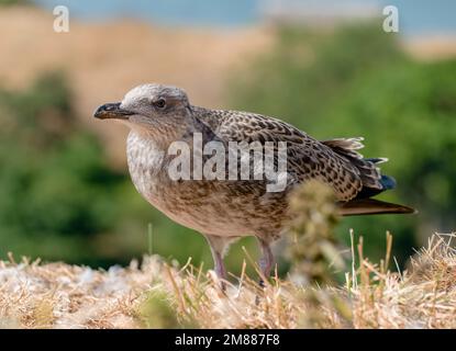 Juvenile gull in sun Stock Photo - Alamy