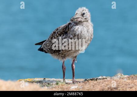 Fluffy fledgling gull on cliff Stock Photo - Alamy