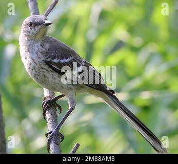 A closeup shot of a northern mockingbird on the tree Stock Photo - Alamy