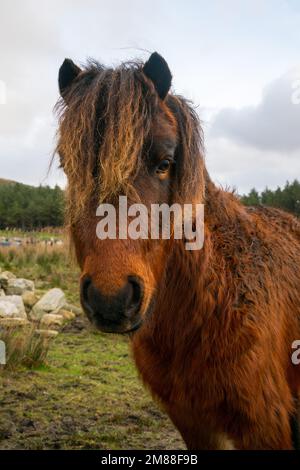 Ponies in a field in Ireland Stock Photo - Alamy