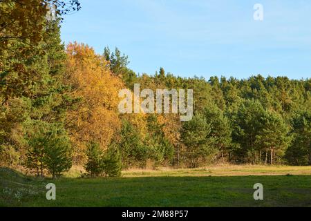 Forest with autumn colours, Upper Palatinate, Bavaria, Germany Stock ...